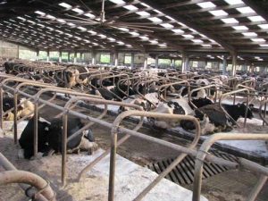 Cow Comfort in Cubicle Beds - Mayo Farm Systems